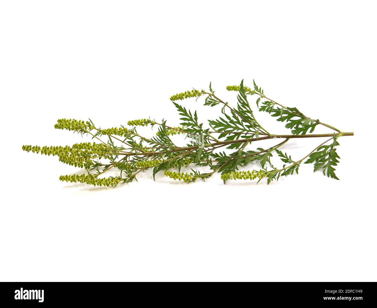Blooming plant of common ragweed, isolated on white, Ambrosia ...