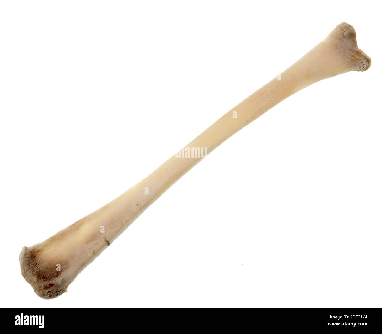 Bone isolated on white background Stock Photo - Alamy
