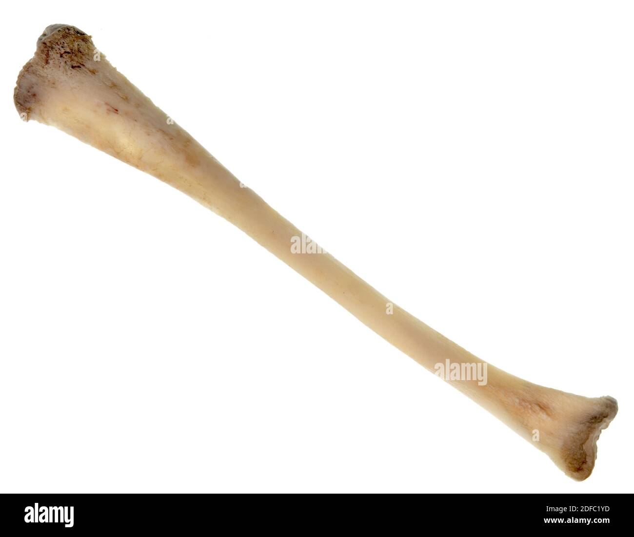 Bone isolated on white background Stock Photo - Alamy