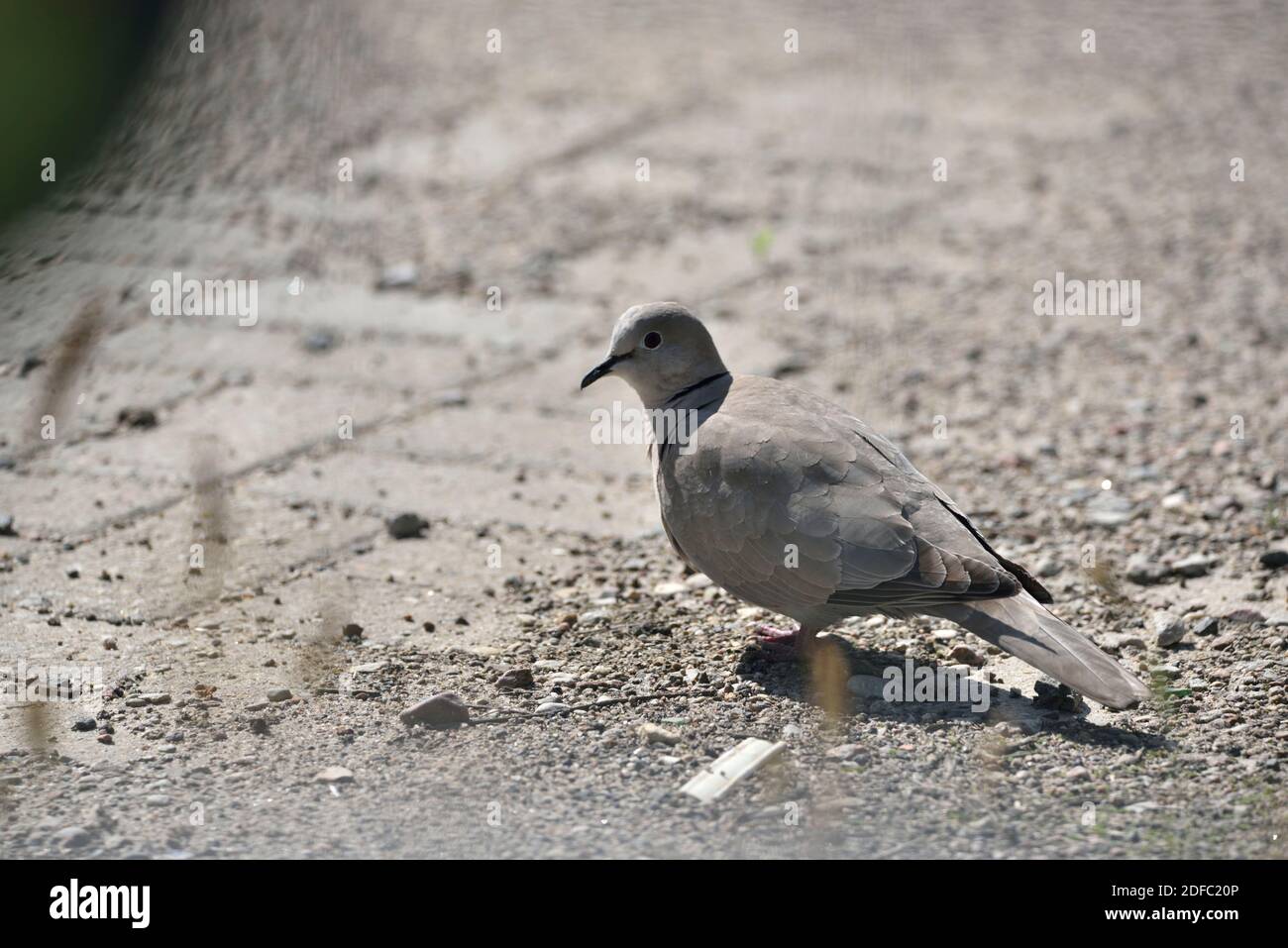 a beige pigeon walks around the square Stock Photo - Alamy