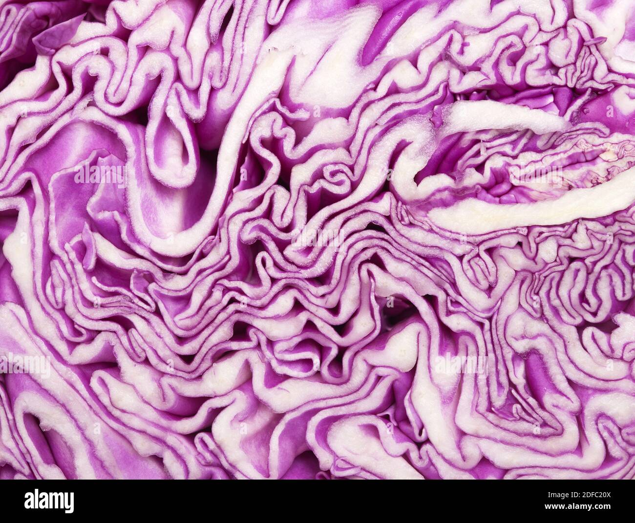 Red cabbage background Stock Photo - Alamy
