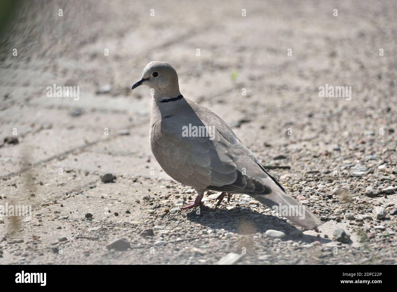 Beige pigeon hi-res stock photography and images - Alamy