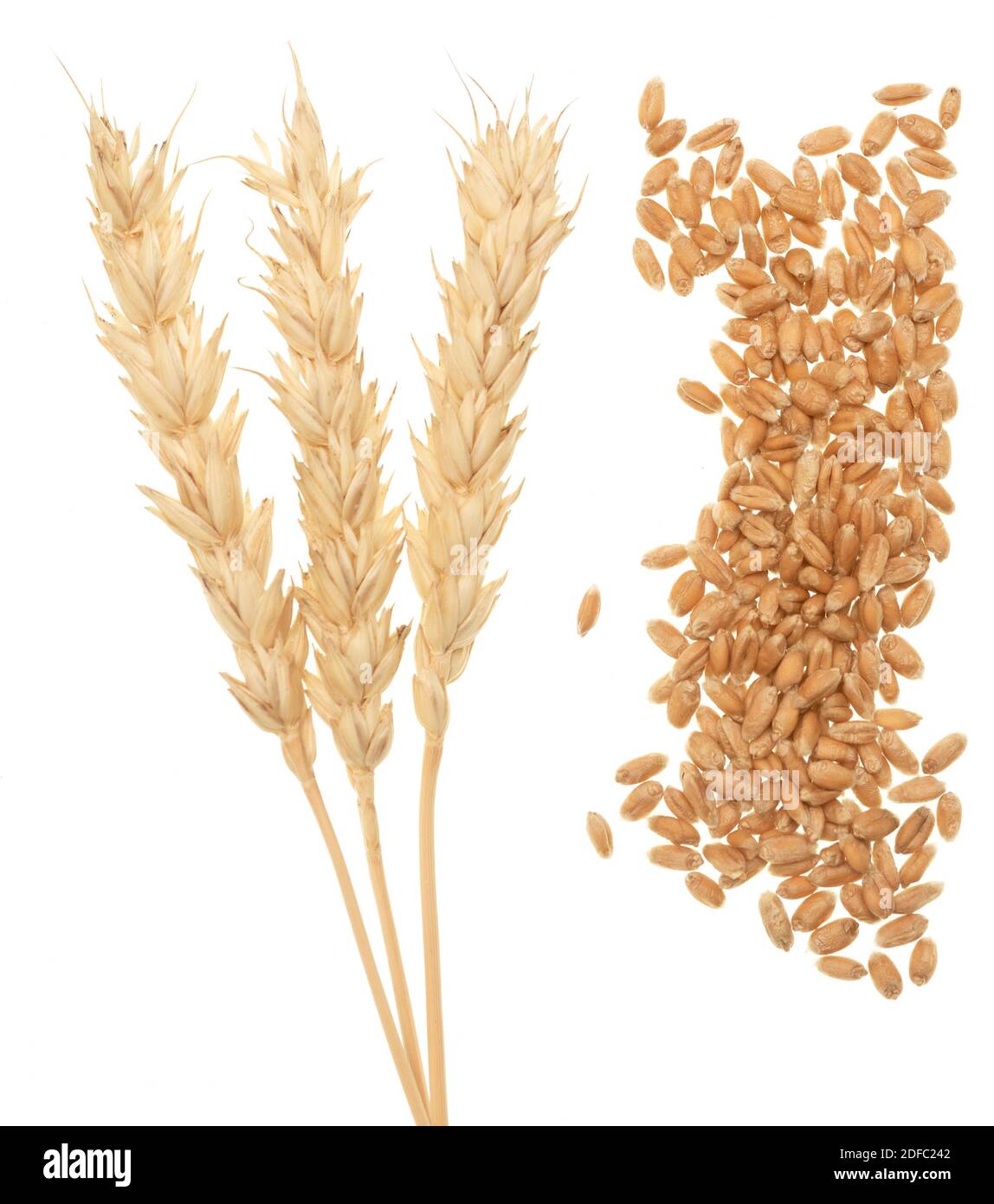 Wheat isolated on white background Stock Photo - Alamy