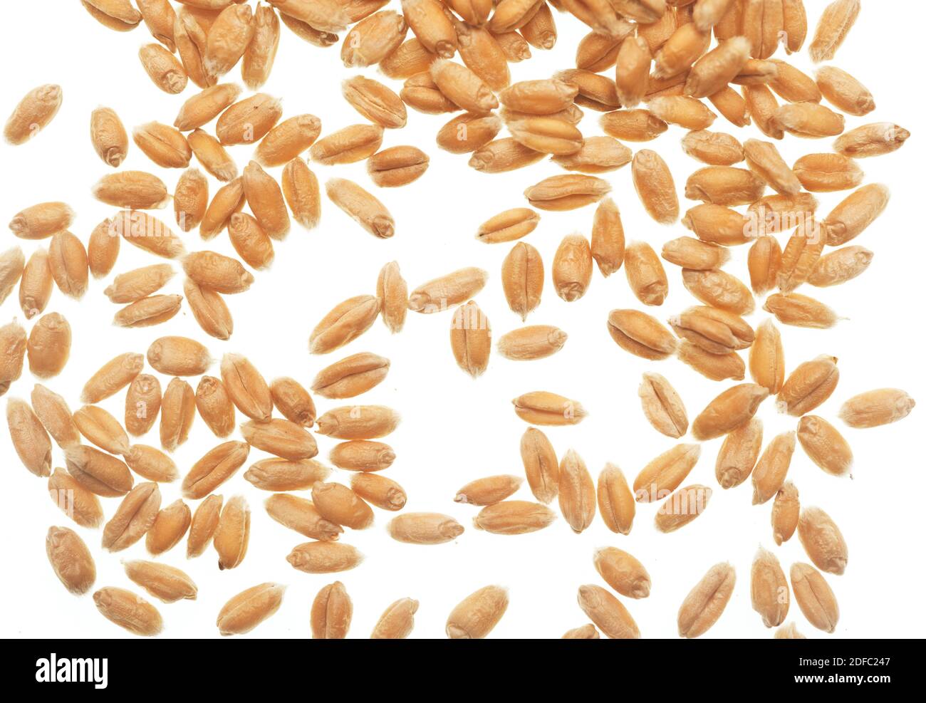 Wheat grain isolated on white background Stock Photo - Alamy