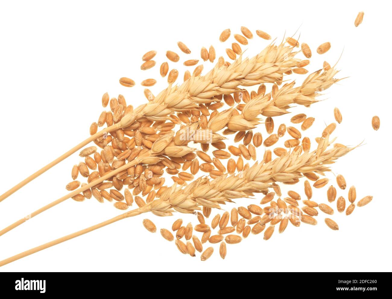 Wheat isolated on white background Stock Photo - Alamy