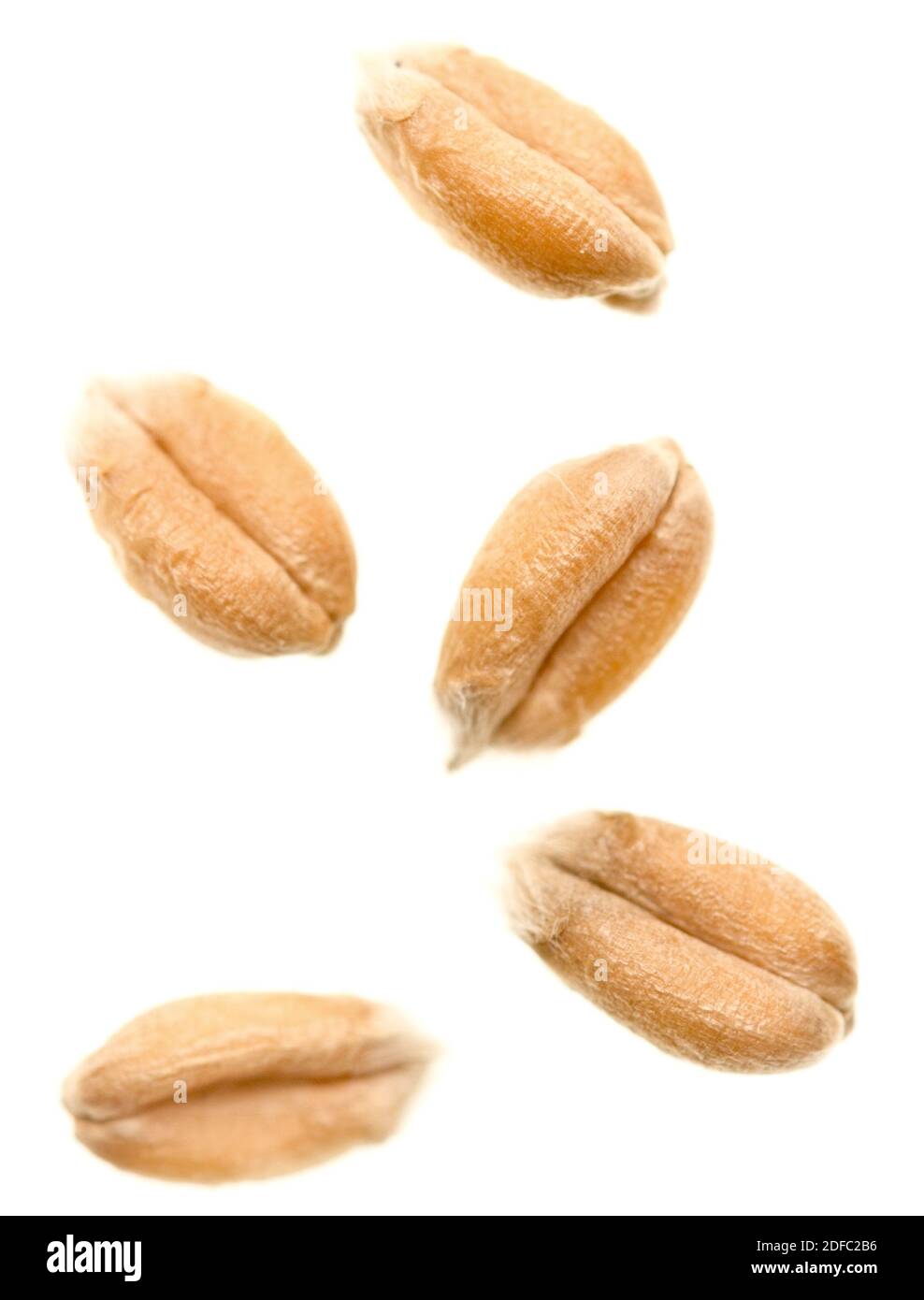 Wheat grain isolated on white background Stock Photo - Alamy