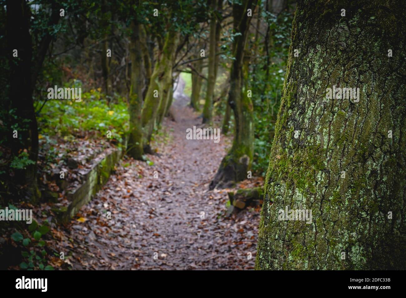 Pathway through a dark, wooded park with leaves on the ground and green ...