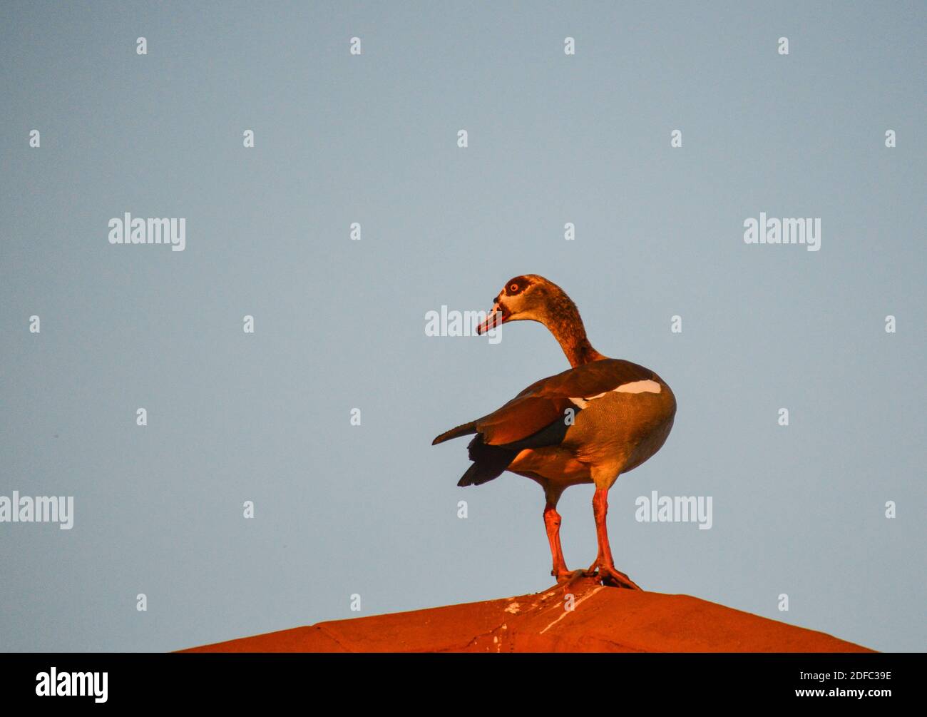 Goose wing building hi-res stock photography and images - Alamy