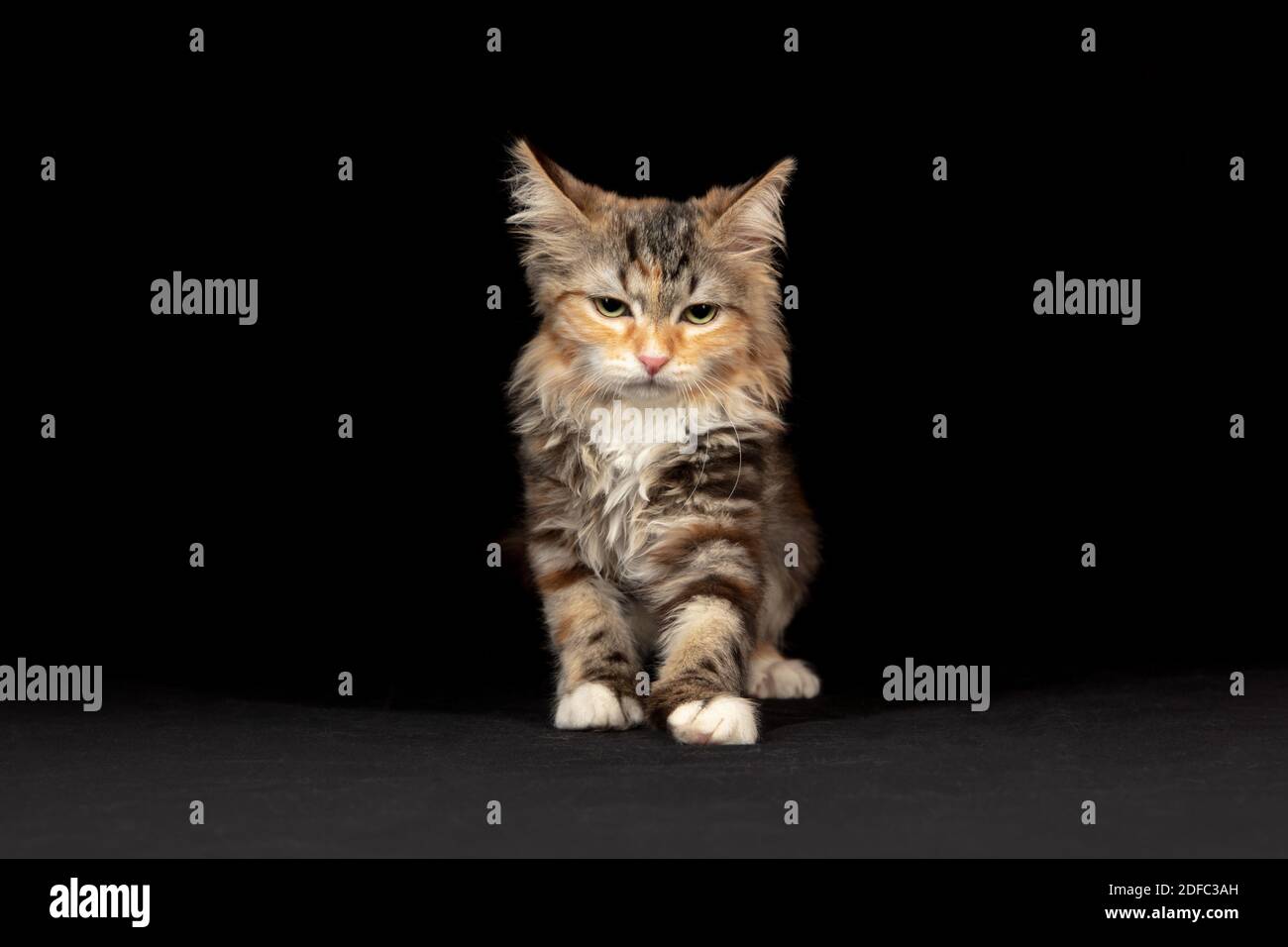 Cat-like grace. Little multicolor kitten, kitty isolated on black ...