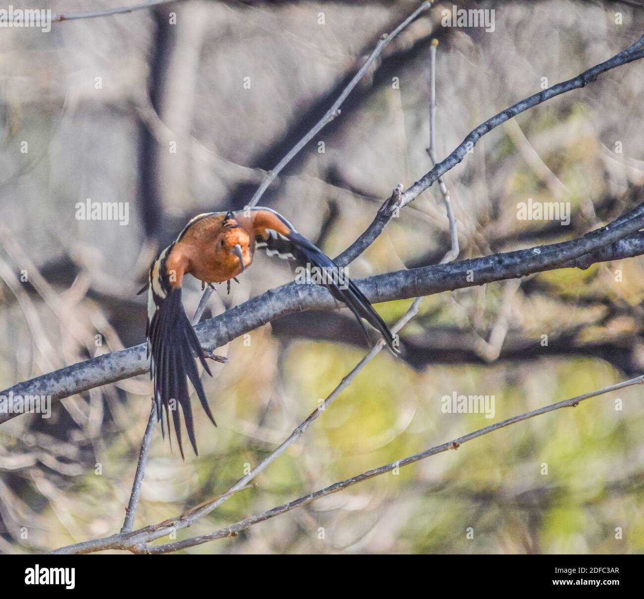 Beautiful African Hoopoe isolated and single also known as Hoopoes are ...