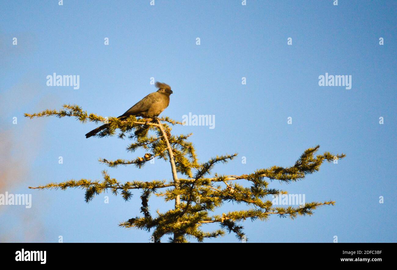 Isolated Grey go away-bird, also known as grey lourie is a bold and ...