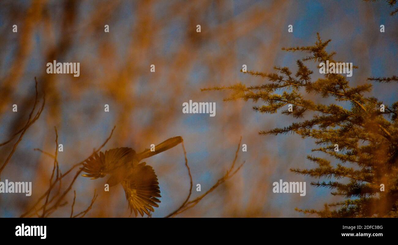 Isolated Grey go away-bird, also known as grey lourie is a bold and ...