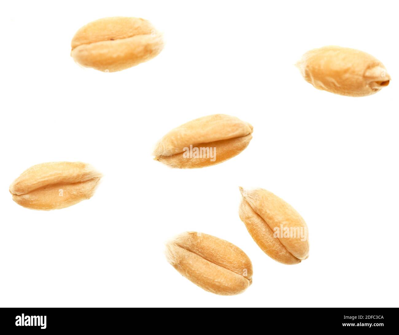 Wheat grain isolated on white background Stock Photo - Alamy