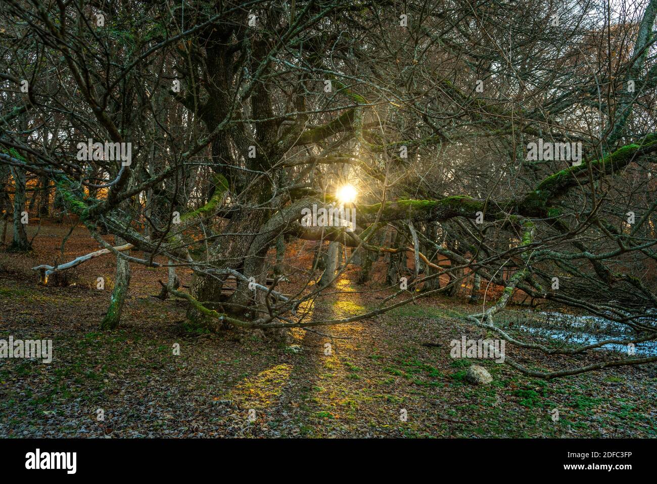 Greets green park hi-res stock photography and images - Alamy