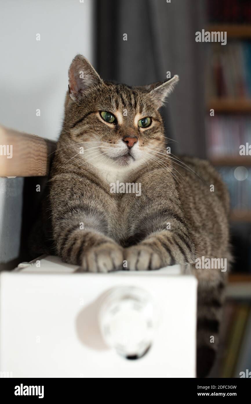 A tiger (tabby) cat relaxing on a warm radiator Stock Photo - Alamy