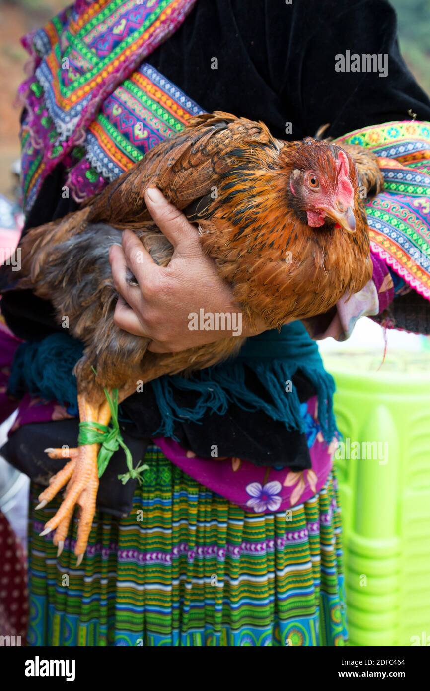 Vietnam, Sapa, chicken, a Hmong woman in traditional costume carries a ...