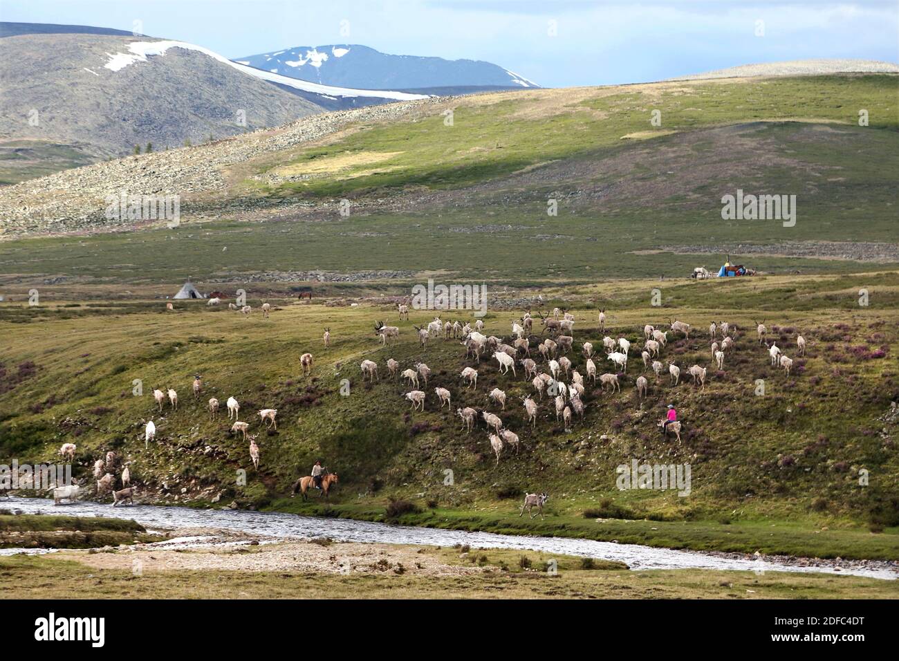 Mongolia, nomadic reindeer herders, group of reindeer, Tsaatan Dukha ...