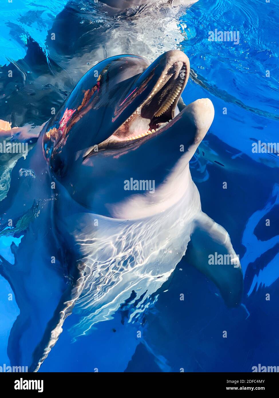 Beautiful dolphin in blue sea water pool Stock Photo - Alamy