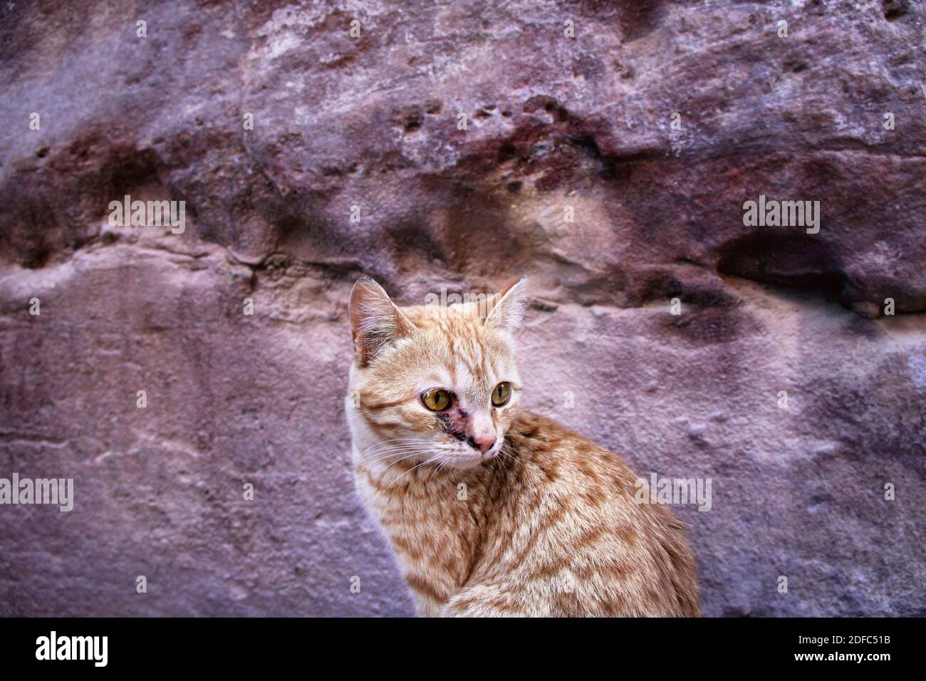 Jordan, cat on the Petra site Stock Photo - Alamy