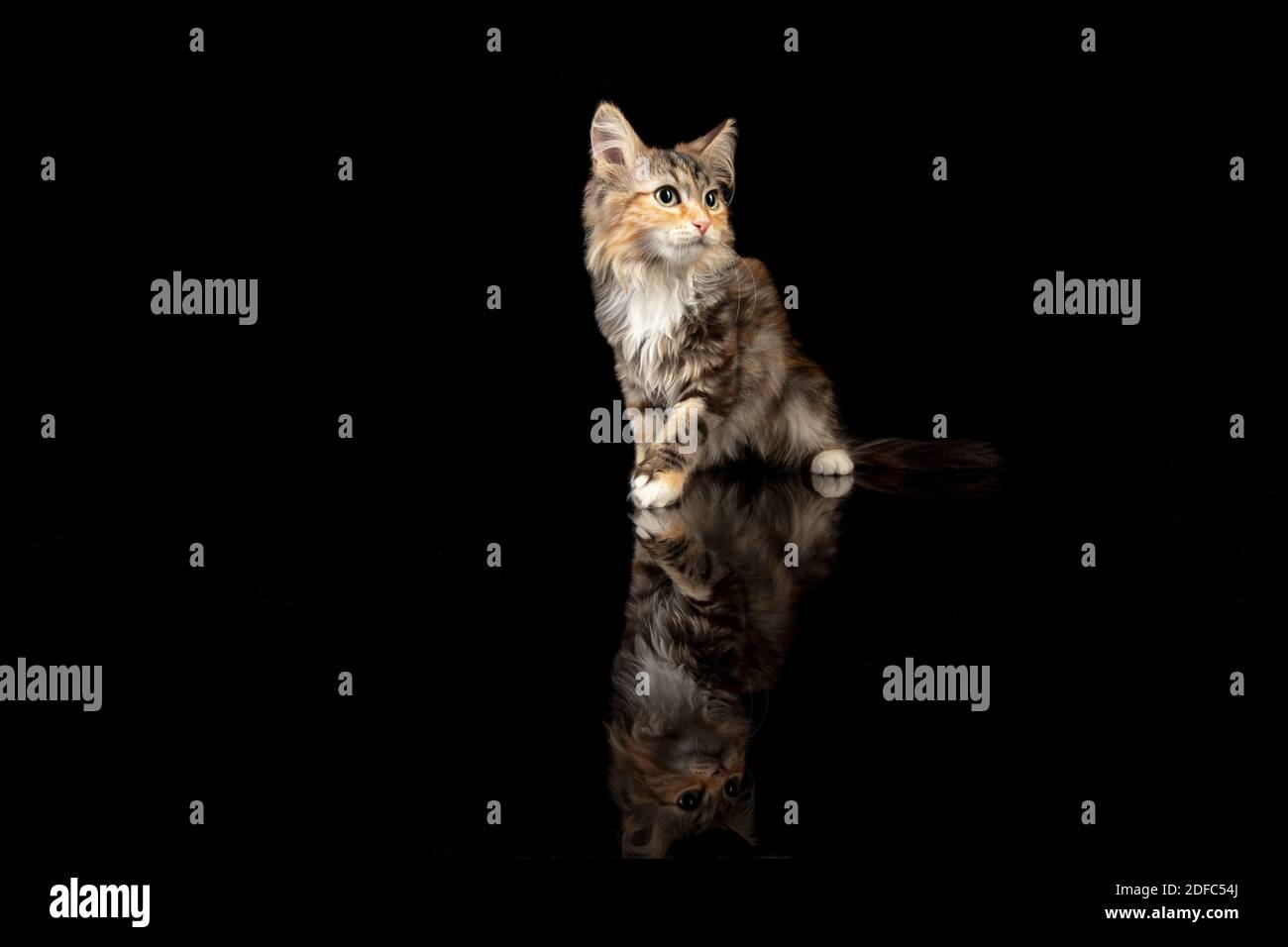 Cat-like grace. Little multicolor kitten, kitty isolated on black ...