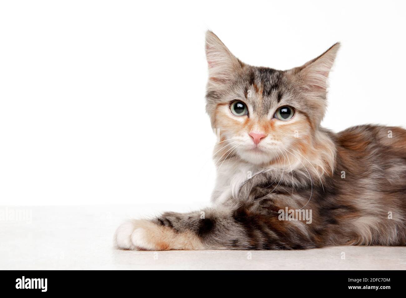 Cute beautifull multicolor kitten of Siberian cat looking at camera ...
