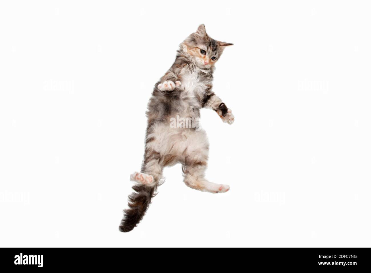 Funny Pictures That Are In Motion