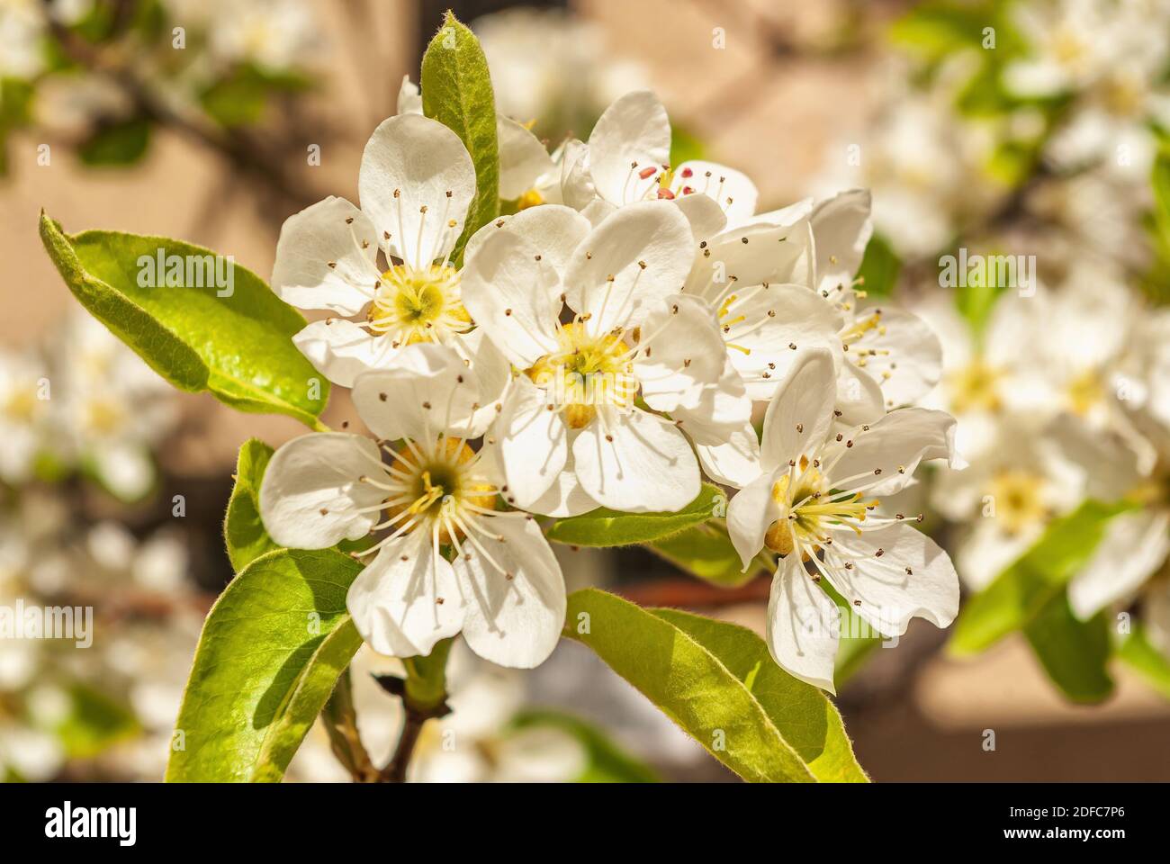 Fruit tree flowers in spring, flowers of a medlar, Mespilus germanica ...