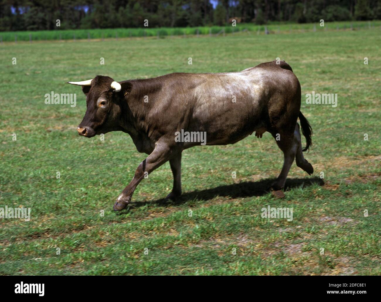 Bazadais cattle french breed cow hi-res stock photography and images ...