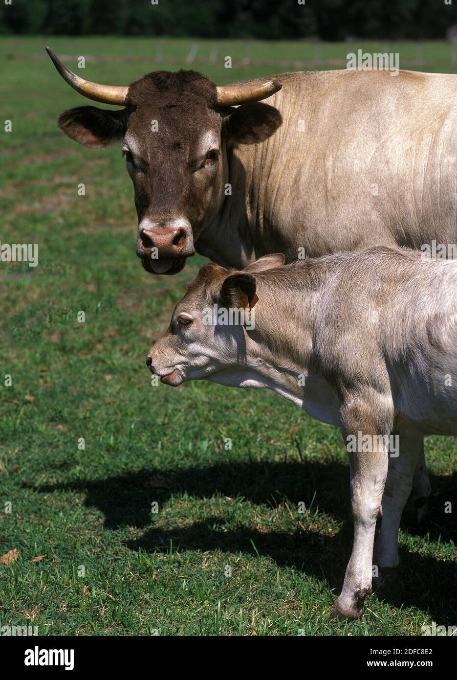 Bazadais cattle french breed cow hi-res stock photography and images ...