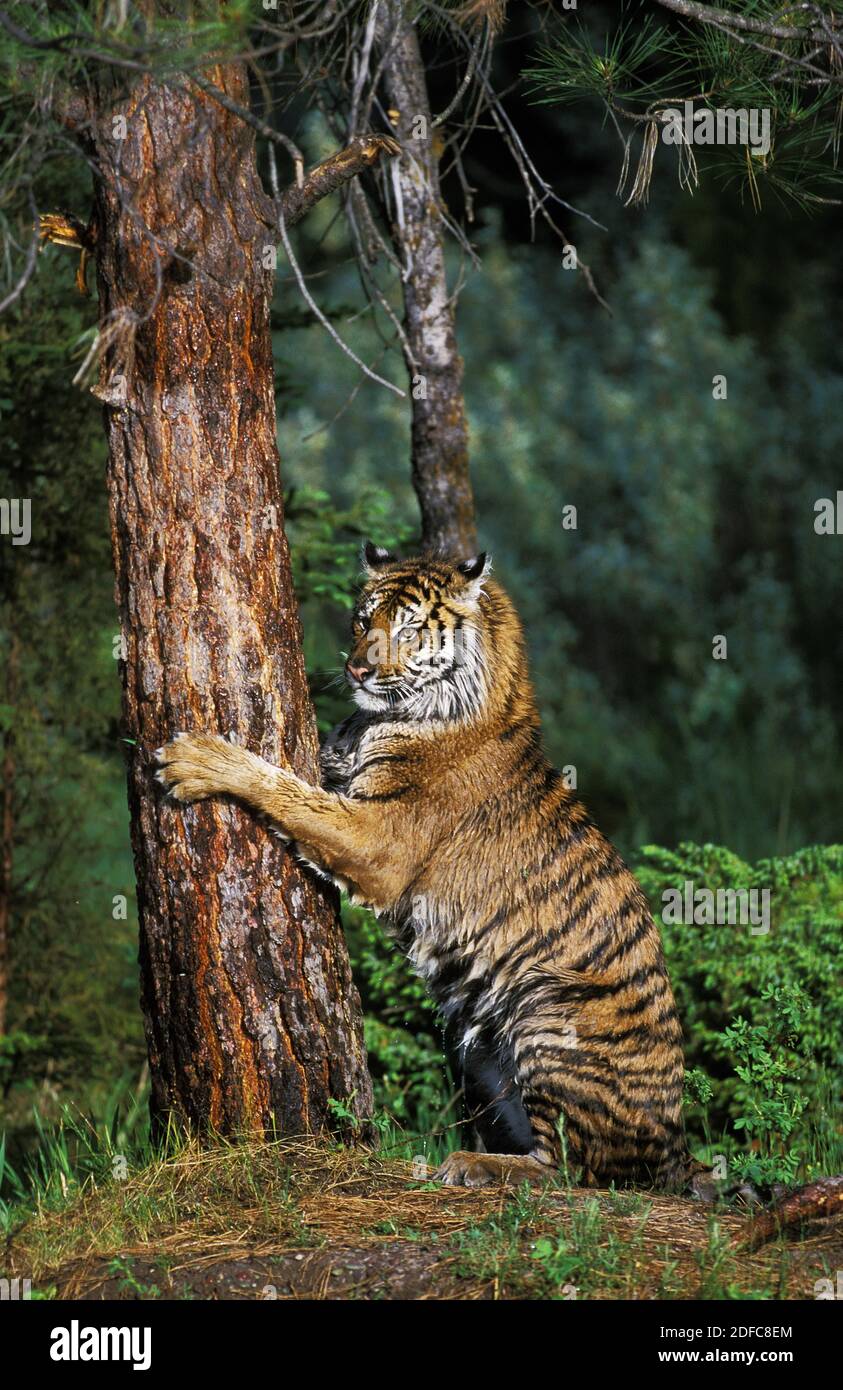Tiger clawing tree hi-res stock photography and images - Alamy