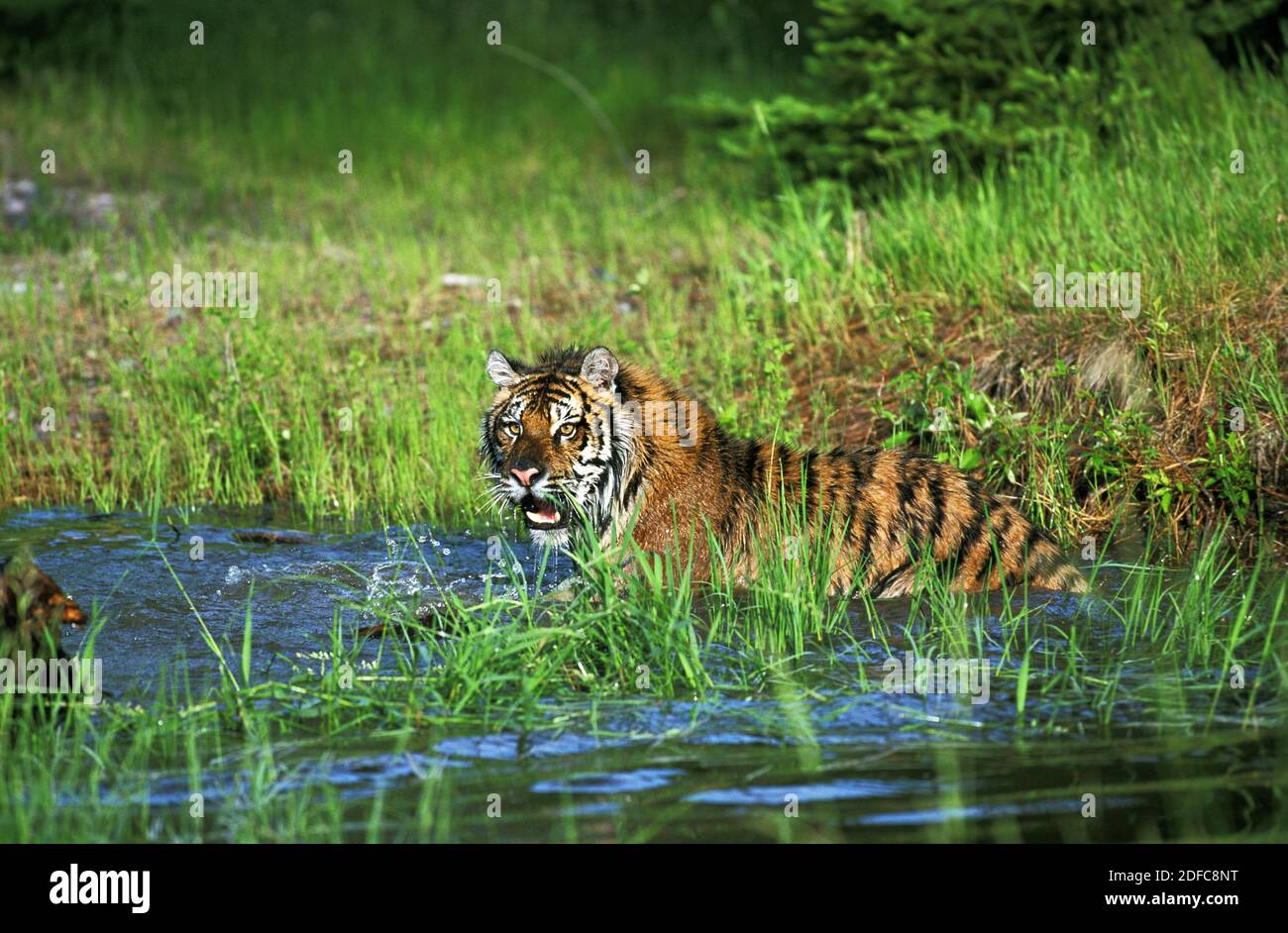 Siberian Tiger, panthera tigris altaica, Adult standing in Water Stock Photo - Alamy