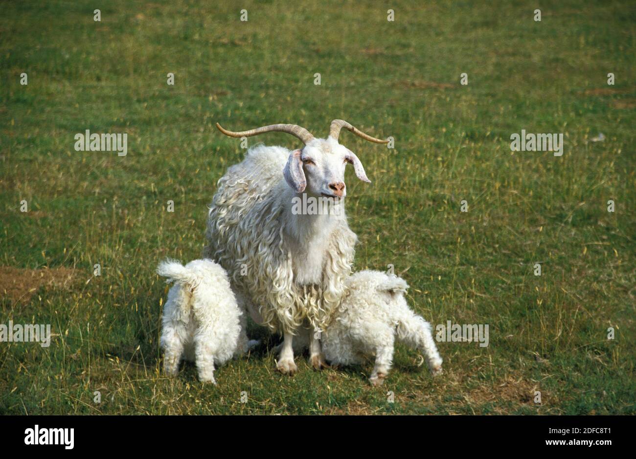 Baby Angora Goats