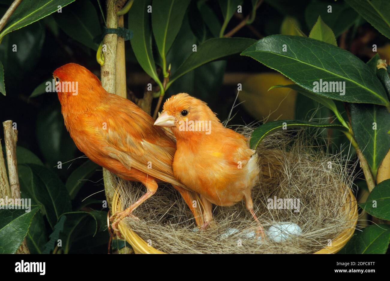 Red Canary, serinus canaria, Pair standing on Nest with Eggs Stock ...