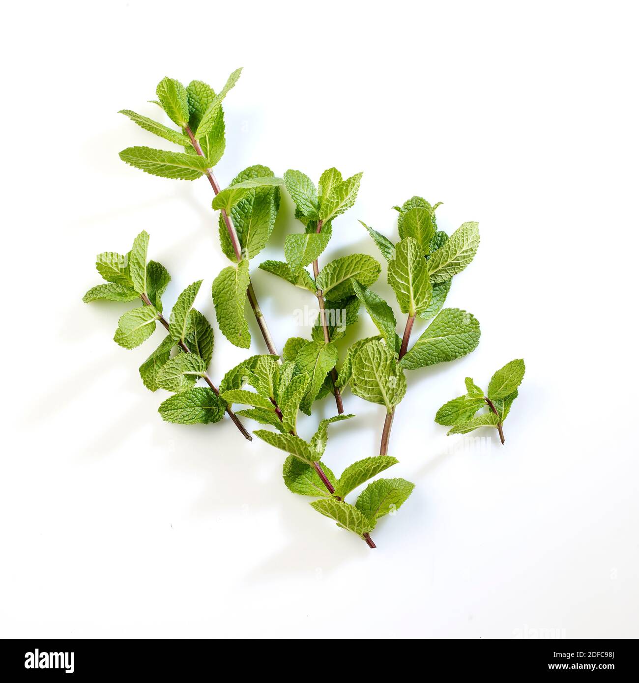Sprigs of mint hi-res stock photography and images - Alamy
