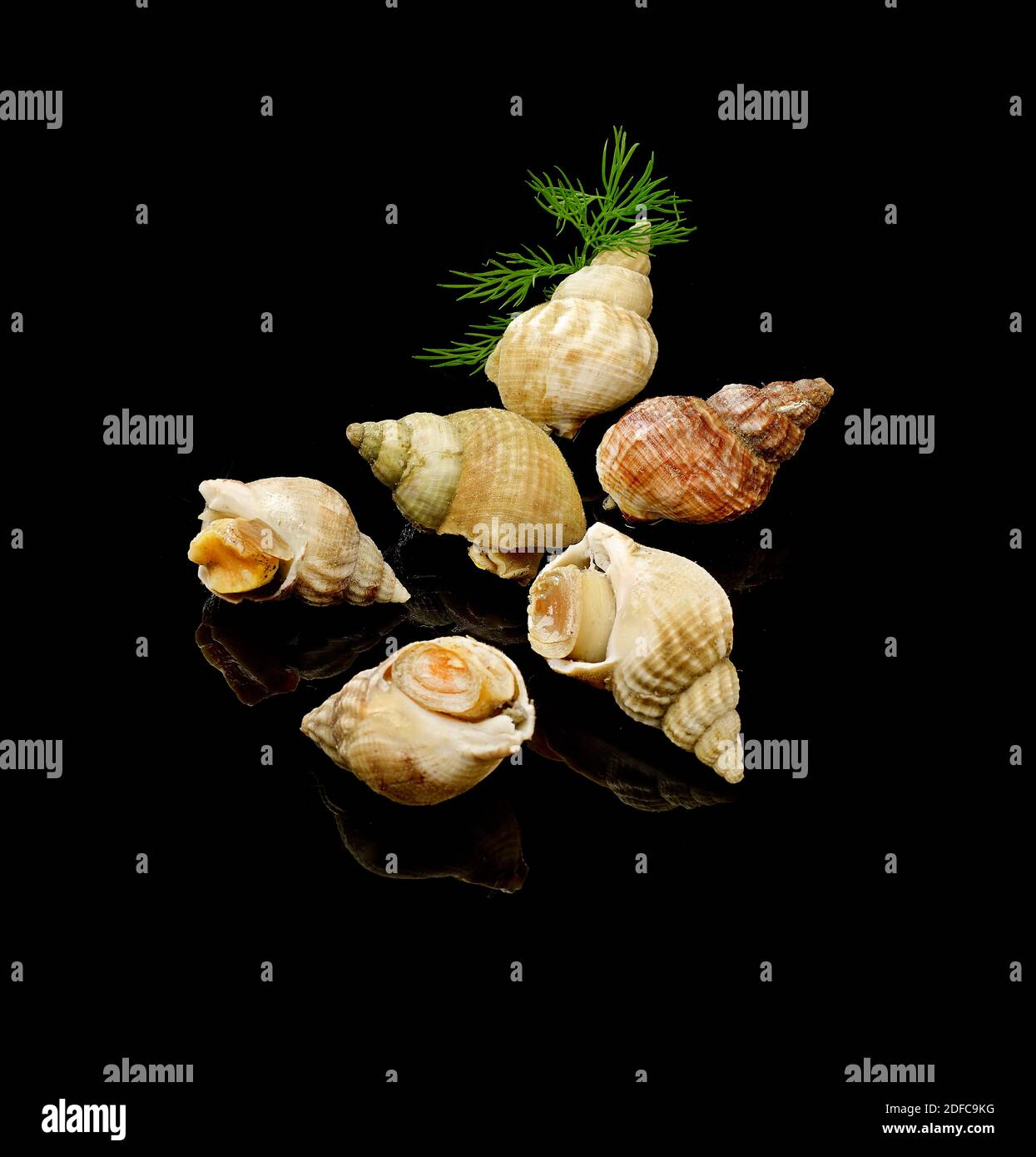 Cooked whelks hi-res stock photography and images - Alamy