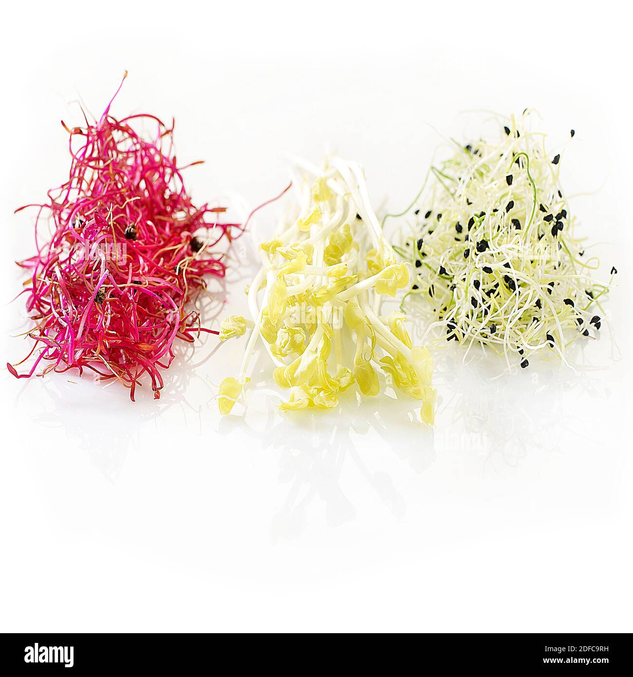 Germinated seed hi-res stock photography and images - Alamy