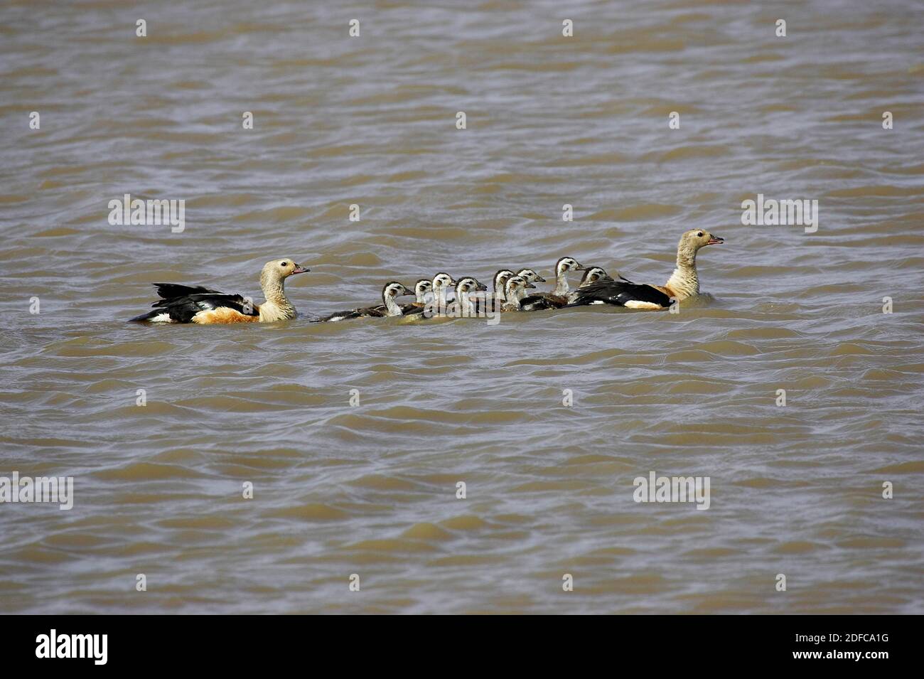 Orinoco Goose, neochen jubata, Pair with Chicks standing in Water, Los ...