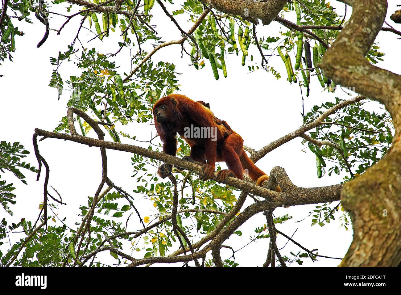 Red Howler Monkey, alouatta seniculus, Female with Young on its Back ...
