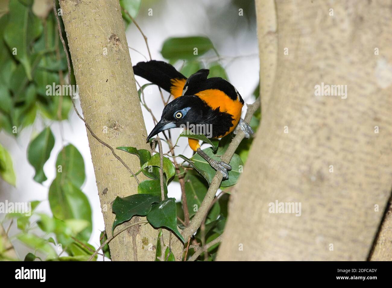 Troupial venezuela hi-res stock photography and images - Alamy