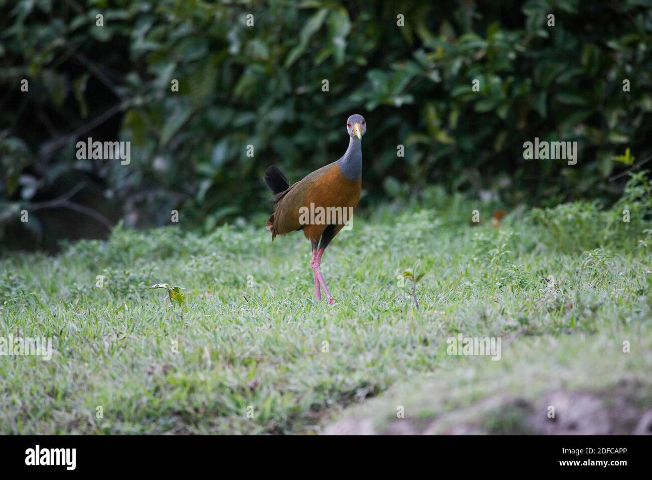 Grey-Necked Wood-Rail, aramides cajanea, Adult standing on Grass, Los ...