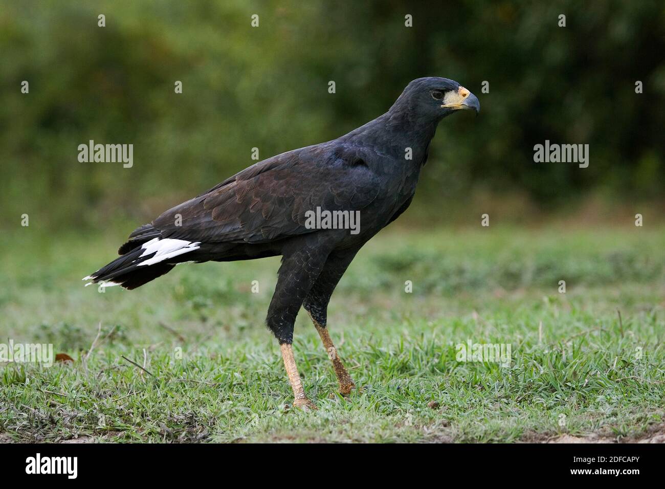 Great Black Hawk, buteogallus urubitinga, Adult standing on Grass, Los ...