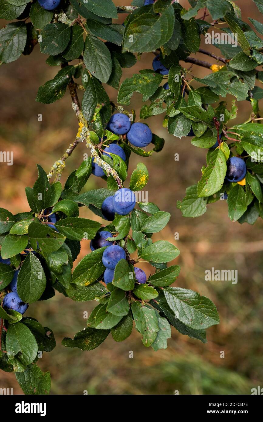 Quetsche Plum, prunus domestica, Branch with Fruits, Normandy Stock ...
