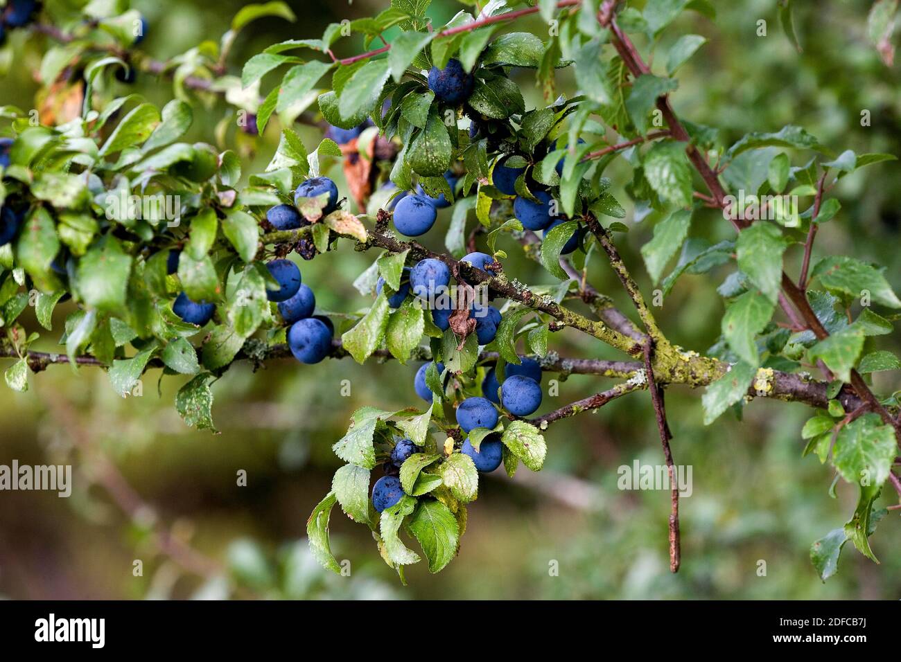 Gtree hi-res stock photography and images - Alamy