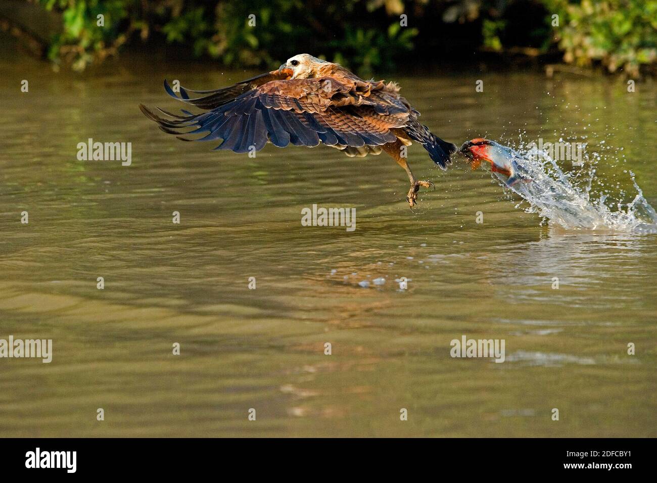 Black-collared Hawk, busarellus nigricollis, Adult in Flight, Fishing ...