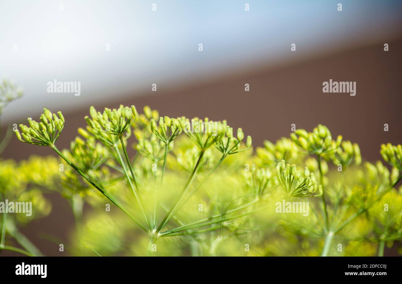 The mustard flower or plant is a plant species in the genera Brassica ...