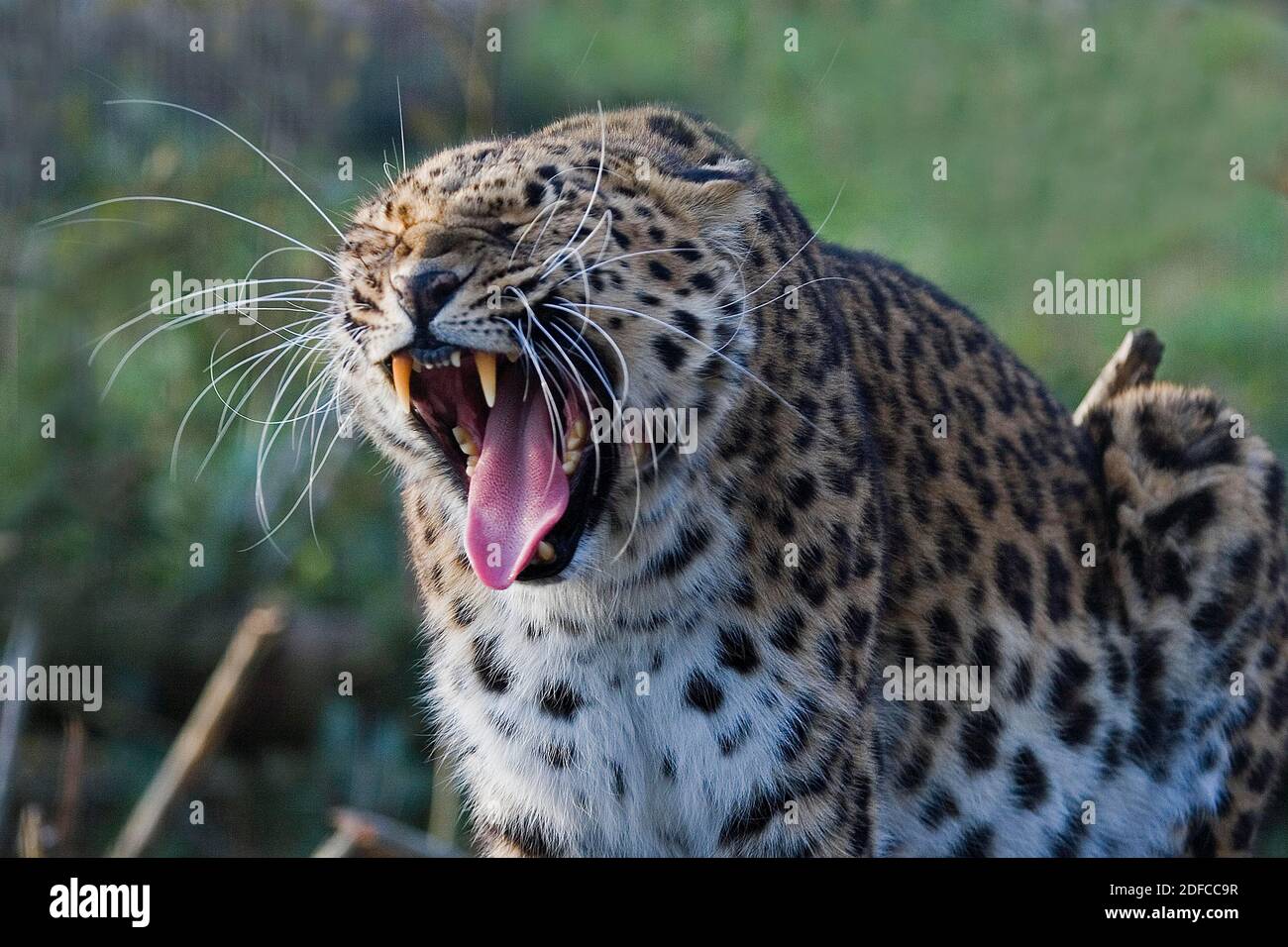 Amur leopard mouth hi-res stock photography and images - Alamy