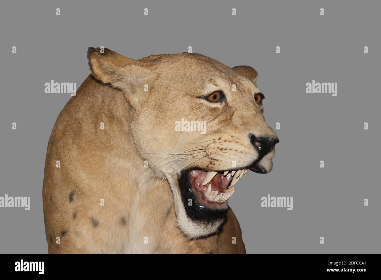 Scimitar Cat, homotherium serum, Sabre-toothed Cat became extinct 10 ...