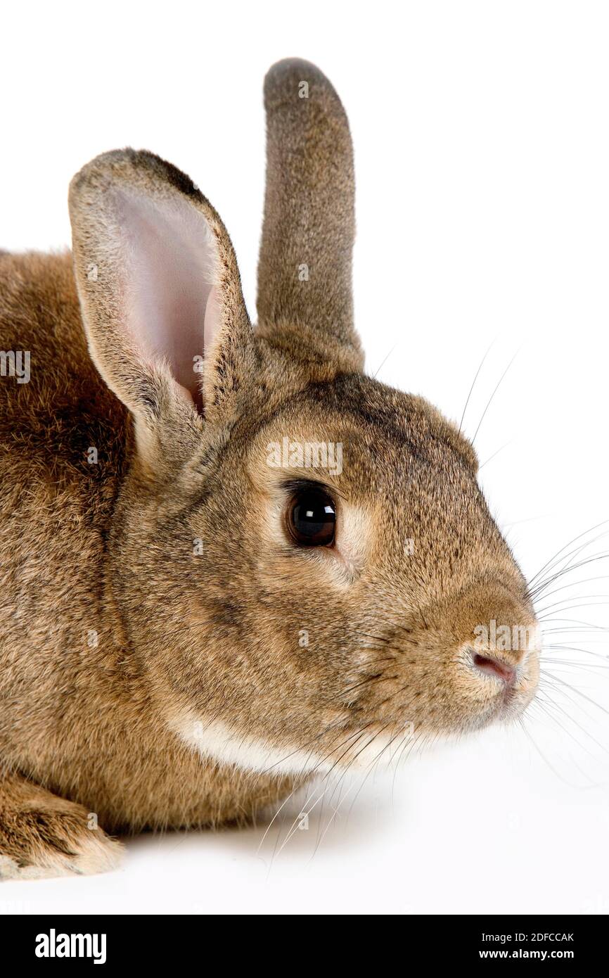 Normandy Domestic Rabbit, Adult standing against White Background Stock ...