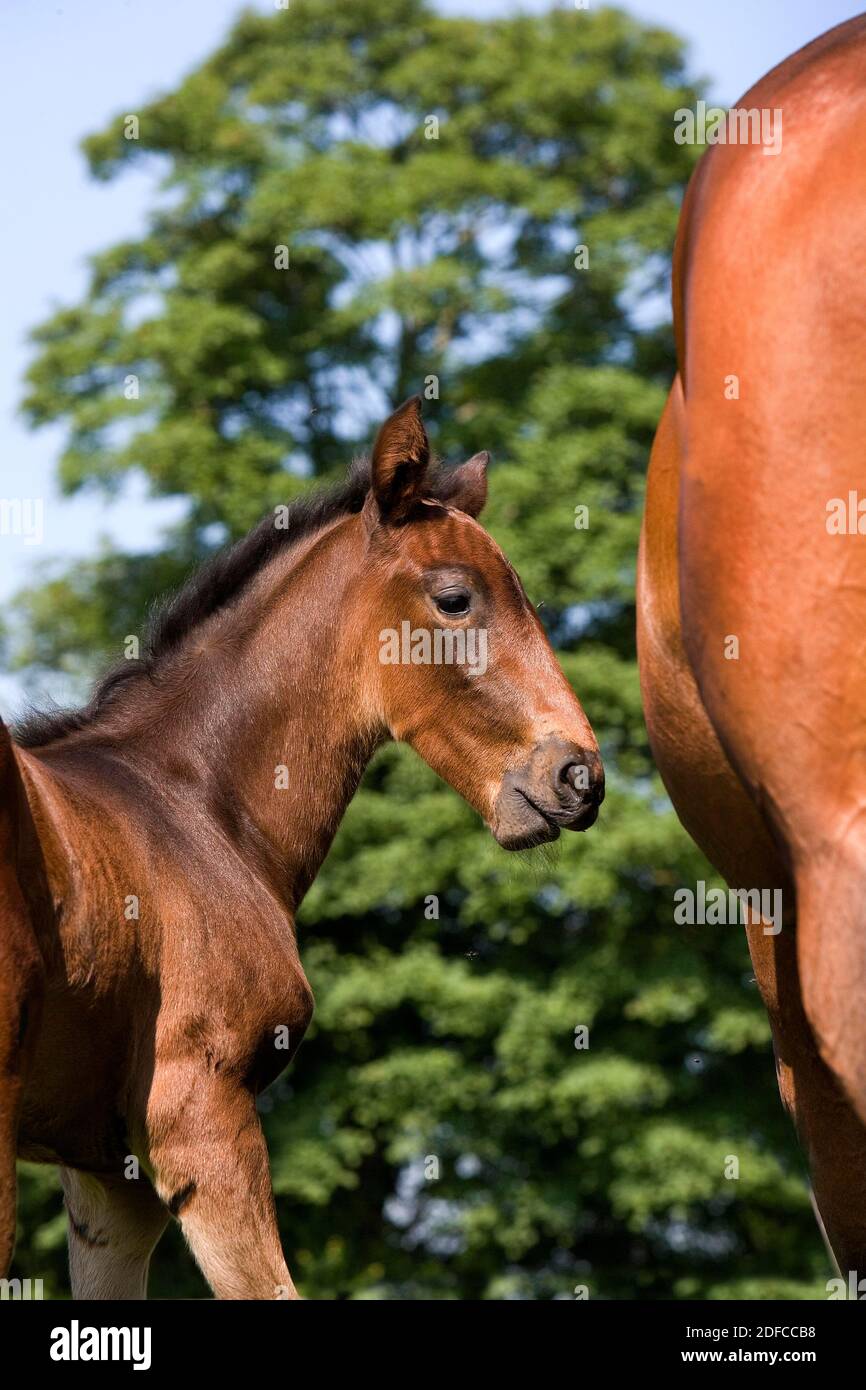 French Trotter Horse, Mare with Foal, Normandy Stock Photo - Alamy