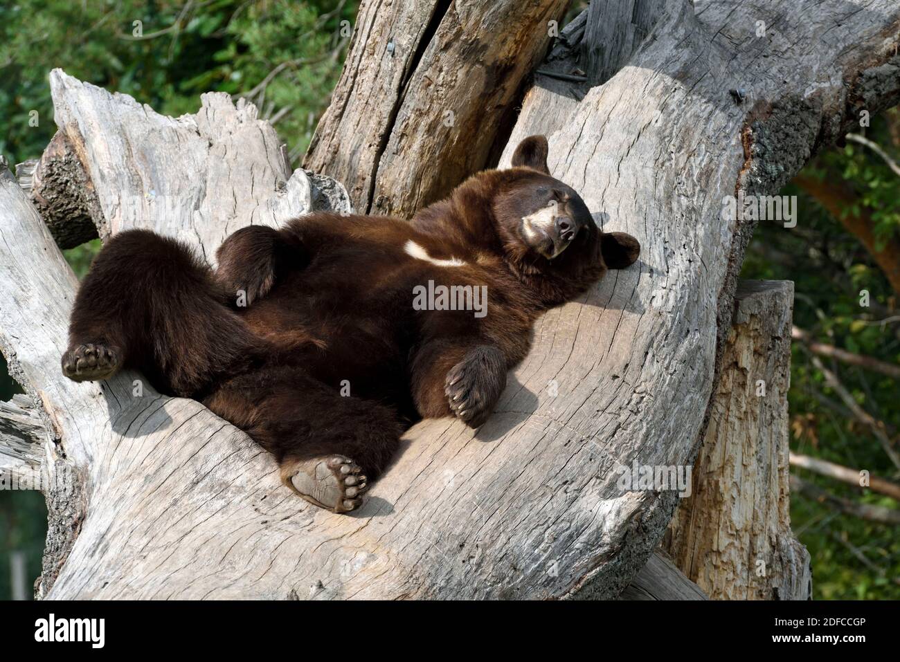 France, Moselle (57), Rhodes, animal park of Sainte-Croix, the New ...
